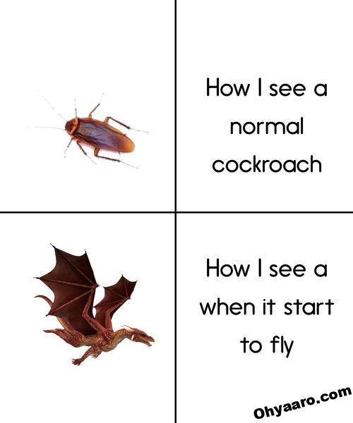 Funny Memes Images for Cockroaches – Oh Yaaro